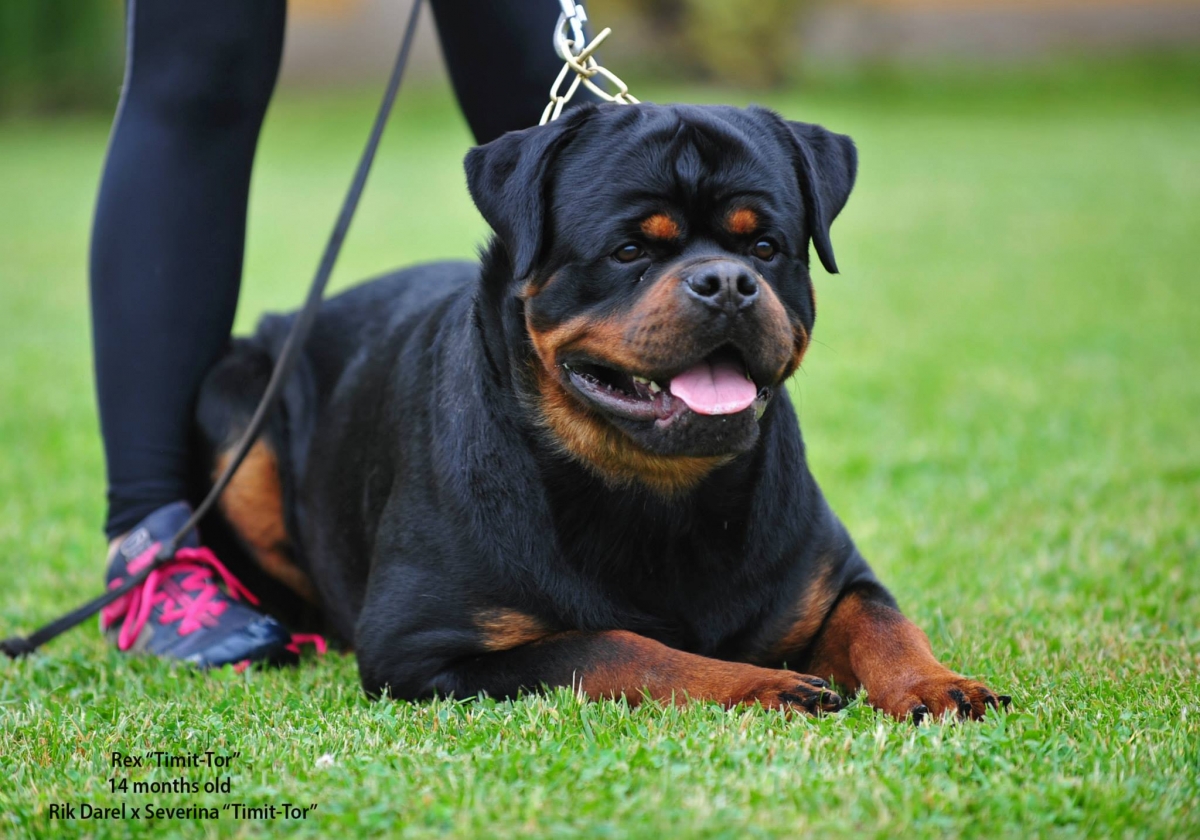 REX TIMIT-TOR – Vom Woodruff Kennels